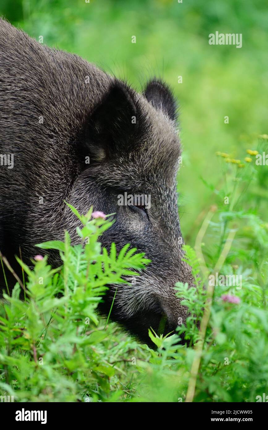 Wild boar female stands in summer forest and looks for food, head ...