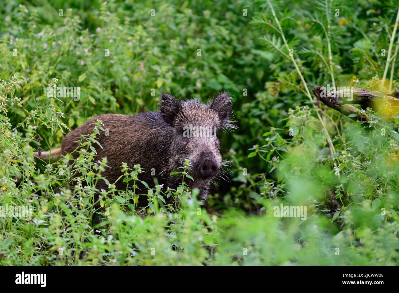 Attentive careful animals animal hi-res stock photography and images ...