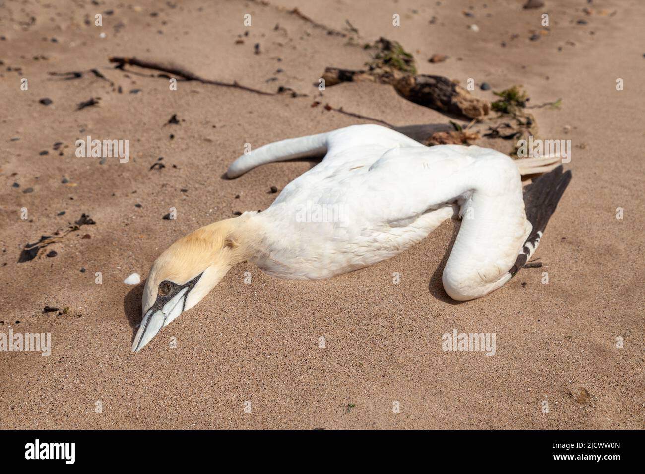 A dead Gannet lying on a sandy beach in Fife Scotland Stock Photo - Alamy