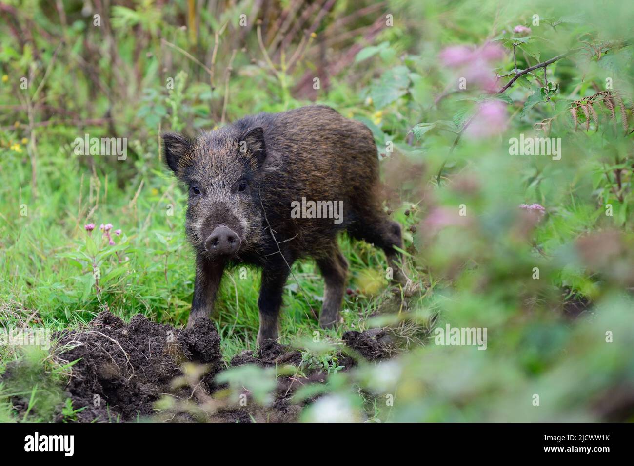 Attentive careful animals animal hi-res stock photography and images ...