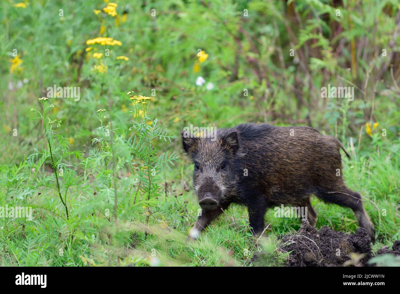 Attentive careful animals animal hi-res stock photography and images ...
