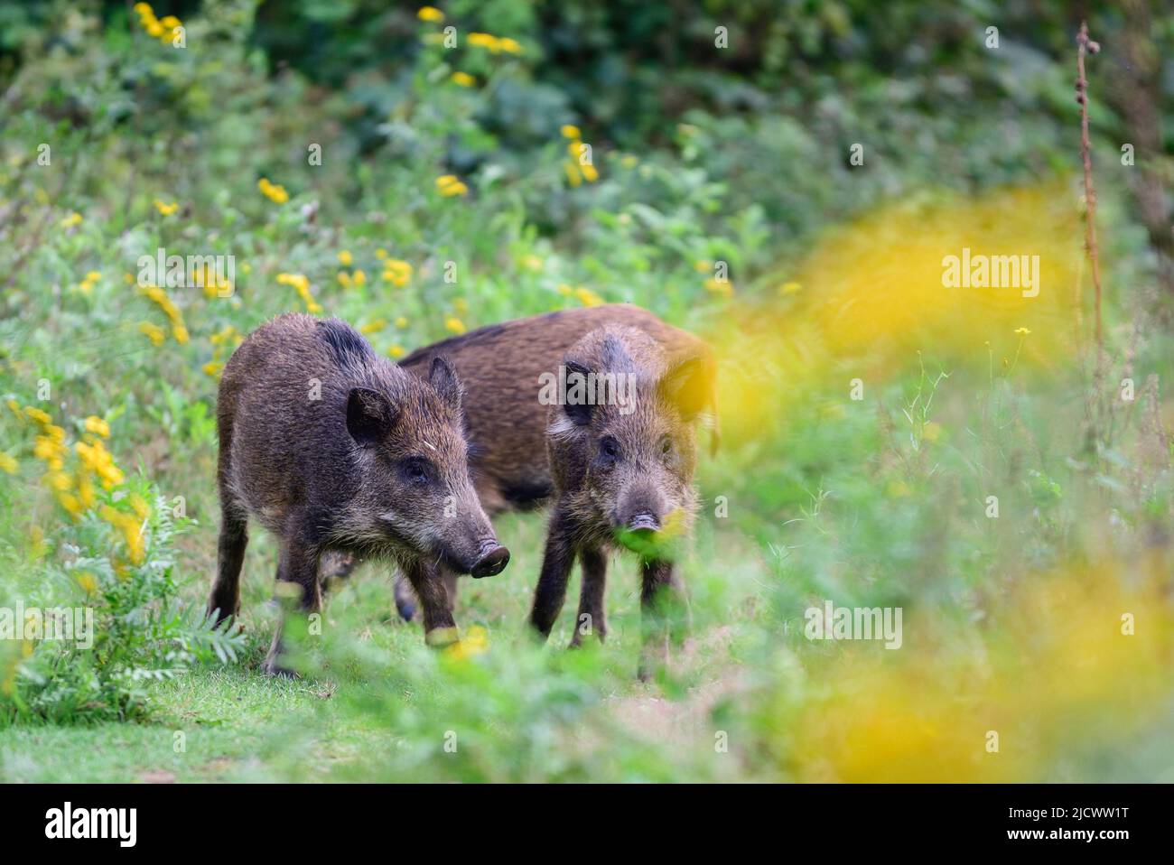 Wild boar pack looking for food in a forest clearing, summer, lower ...