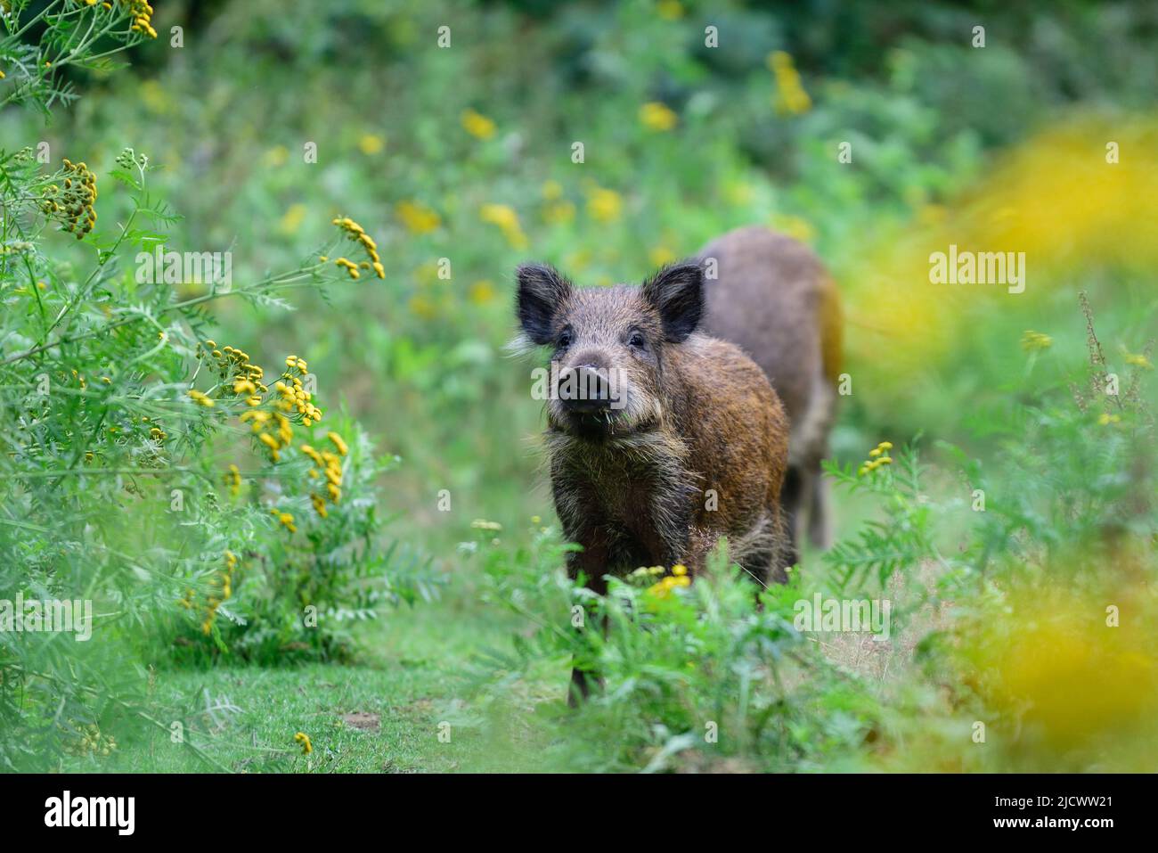 Wild boar piglets stands in summer forest and looks attentively, lower ...