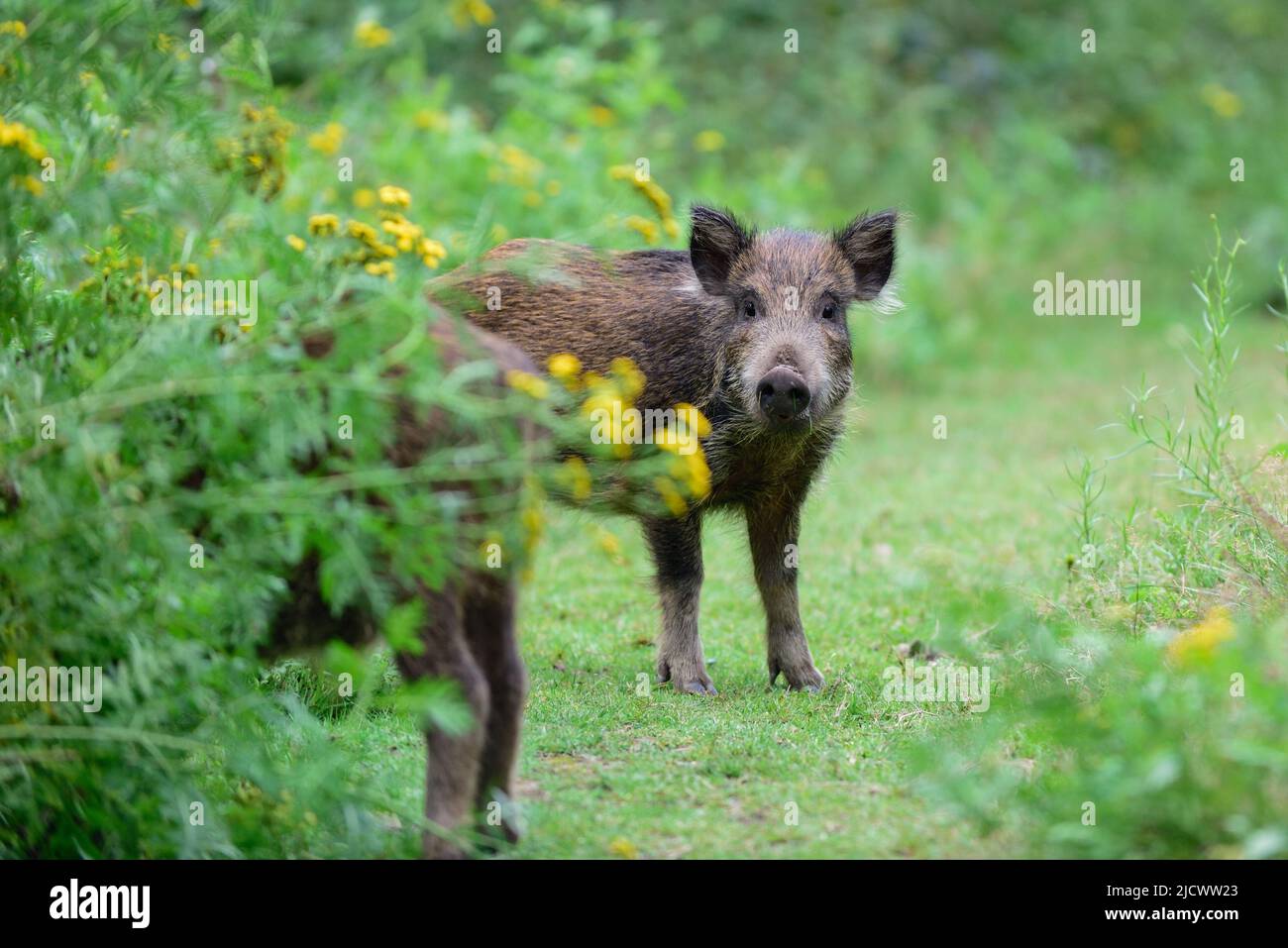Attentive careful animals animal hi-res stock photography and images ...