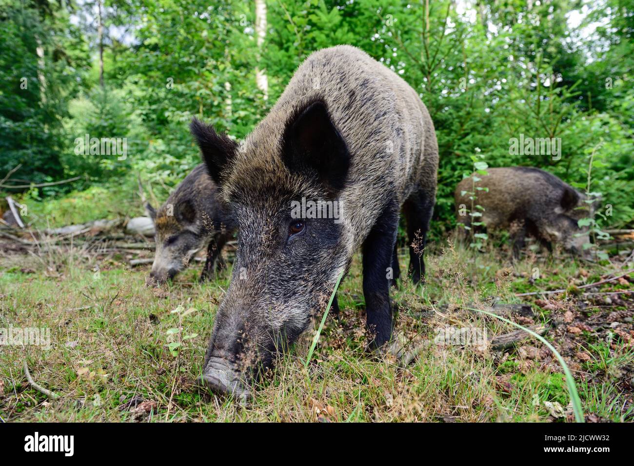 Wild boar female with piglets in summer forest, wide angle shot, summer ...