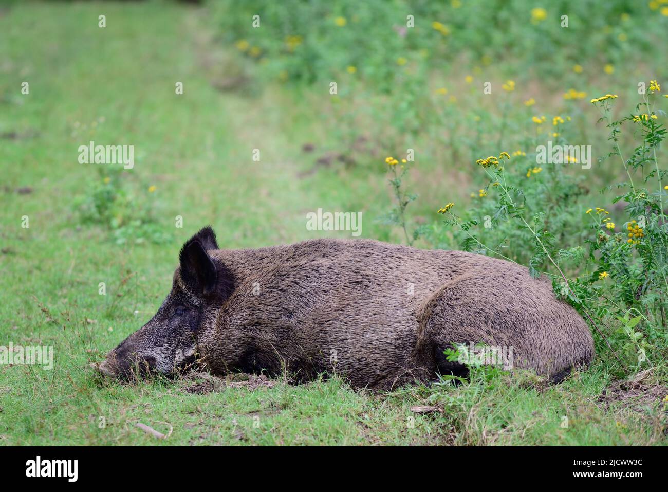 Boar lying on meadow hi-res stock photography and images - Alamy