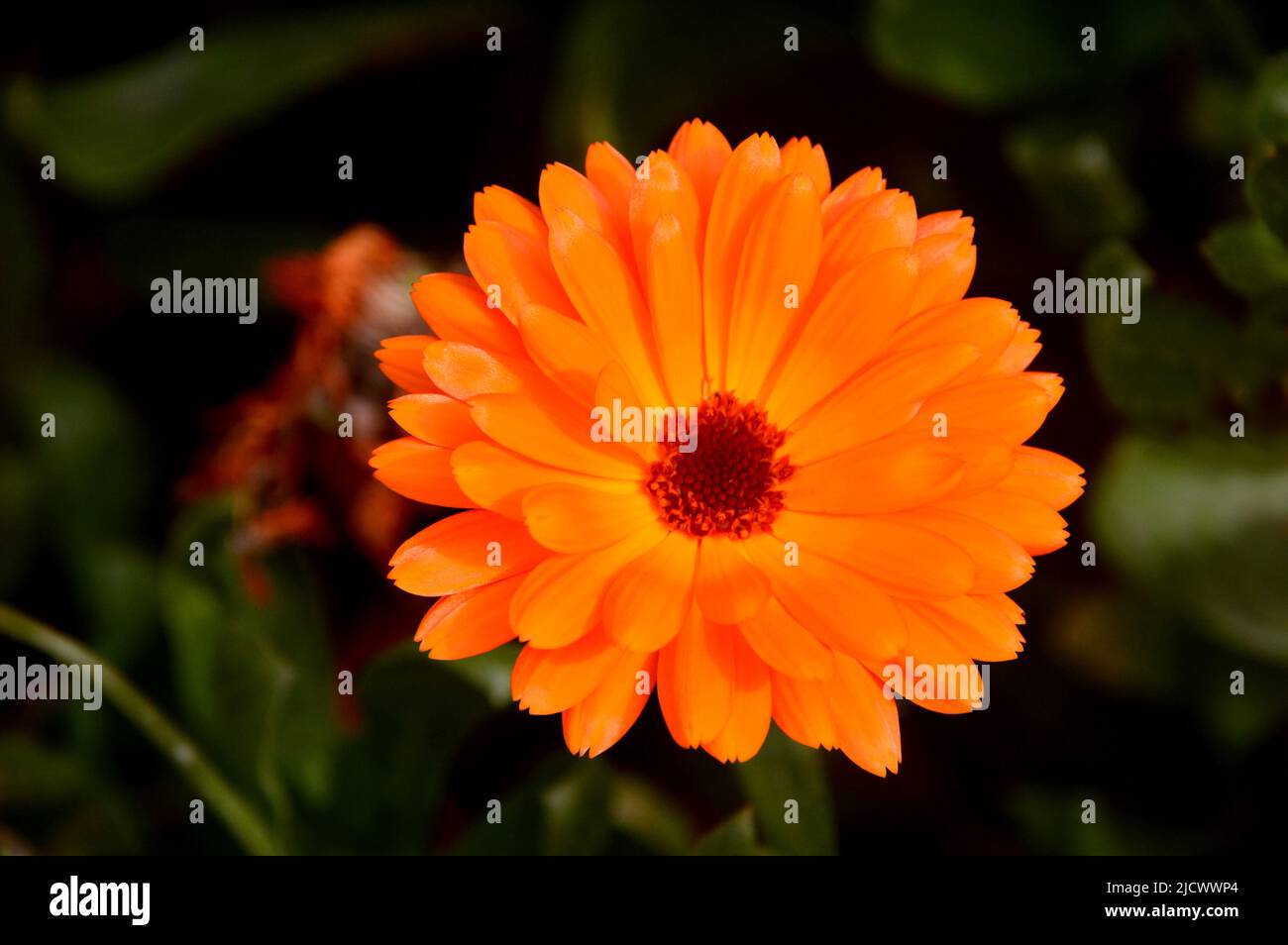 Single Orange Pot Marigold Calendula Officinalis 'Pacific Flame Beauty ...