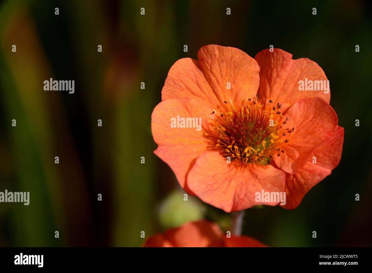 Orange geum hi-res stock photography and images - Alamy