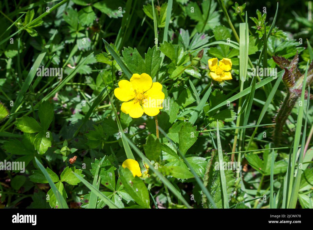 Creeping Cinquefoil (Potentilla reptans) roadside verge, Sussex, UK ...