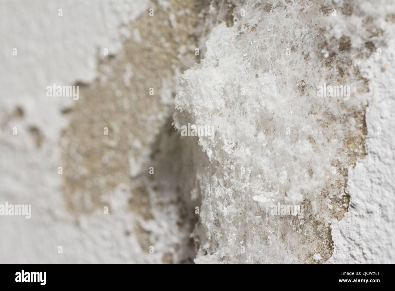 Macro picture of mold Stock Photo - Alamy