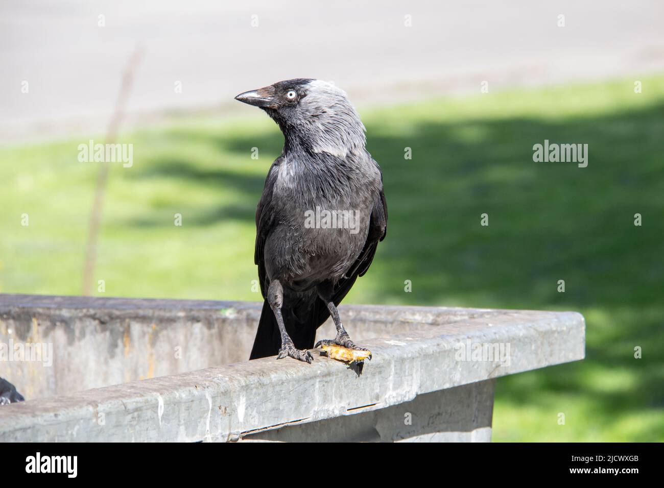 A jackdaw sits on the metal garbage container trash and hold something ...