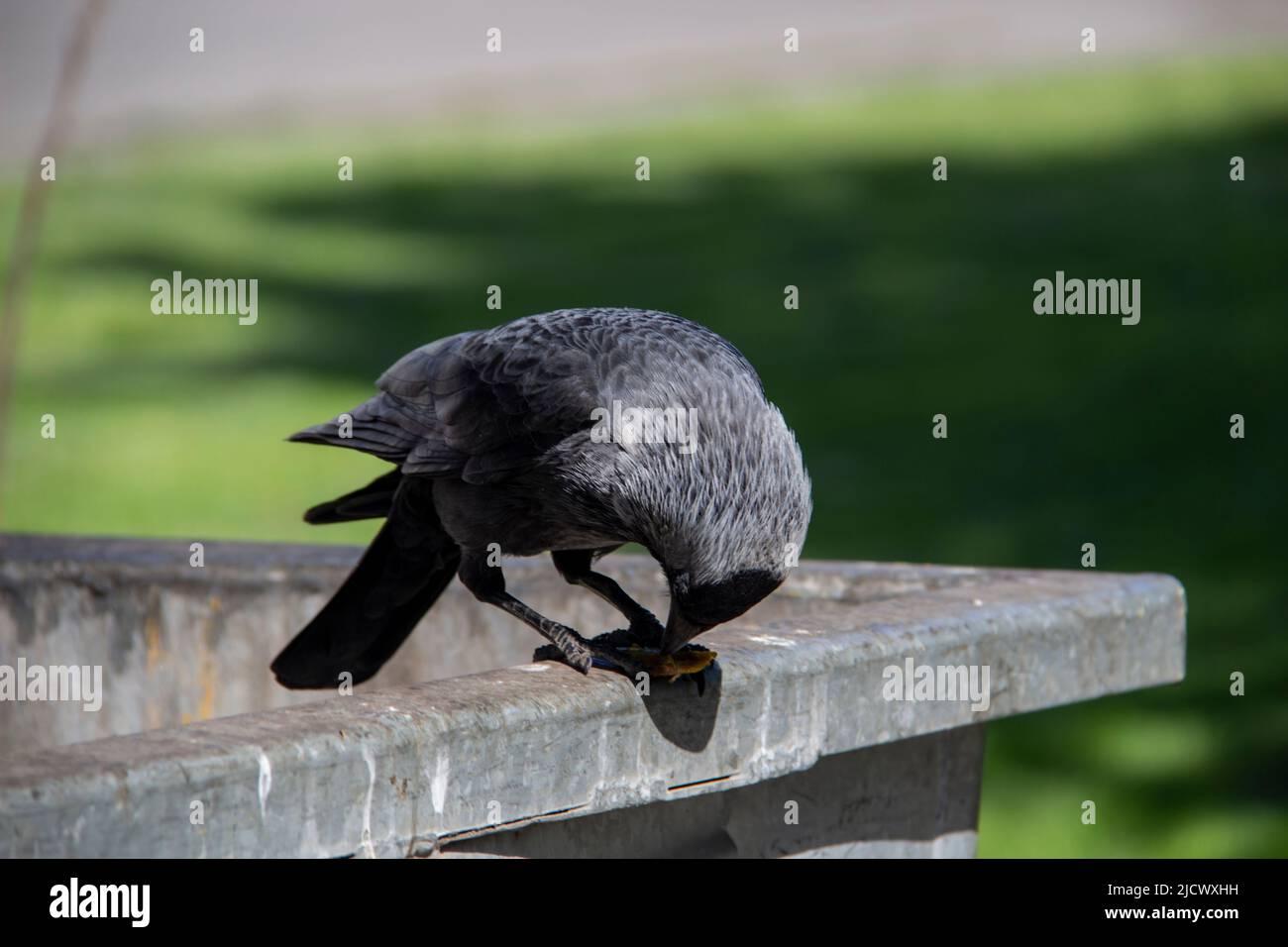 A jackdaw sits on the metal garbage container trash and hold something ...
