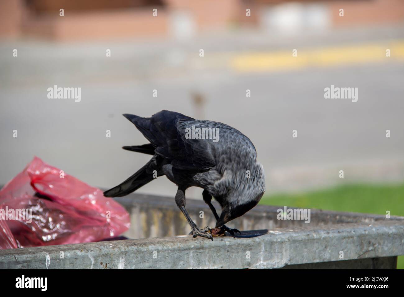 A jackdaw sits on the metal garbage container trash and hold something ...