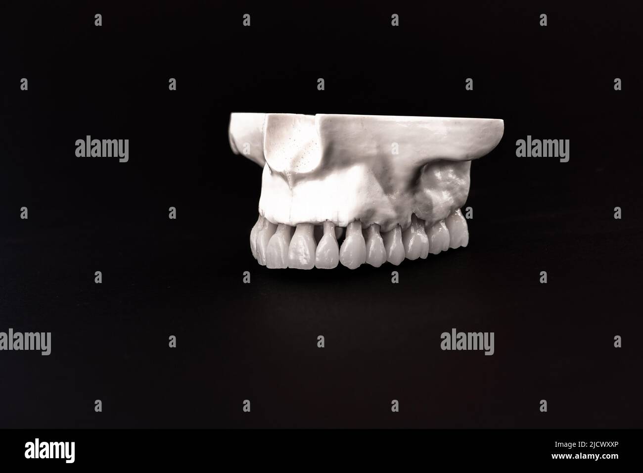 Lower human jaw with teeth anatomy model isolated on black background ...