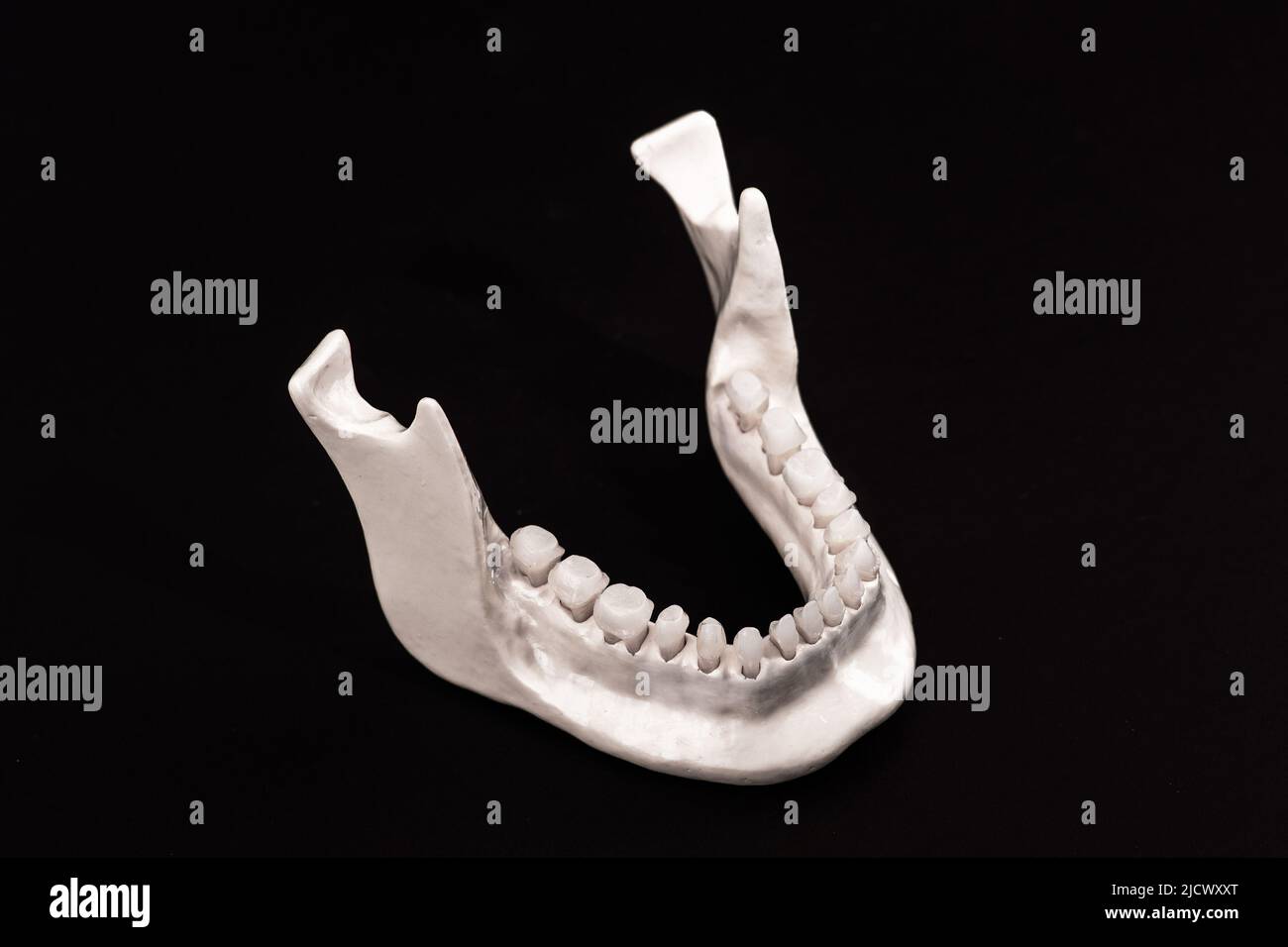 Lower human jaw with teeth anatomy model isolated on black background ...