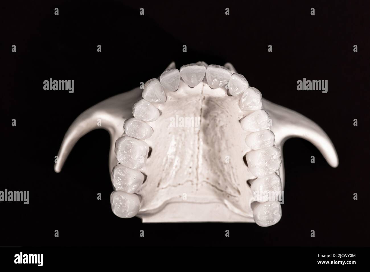 Lower human jaw with teeth anatomy model isolated on black background ...
