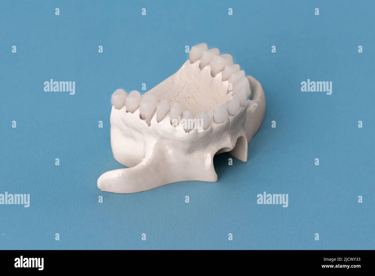 Upper human jaw with teeth anatomy model isolated on blue background ...
