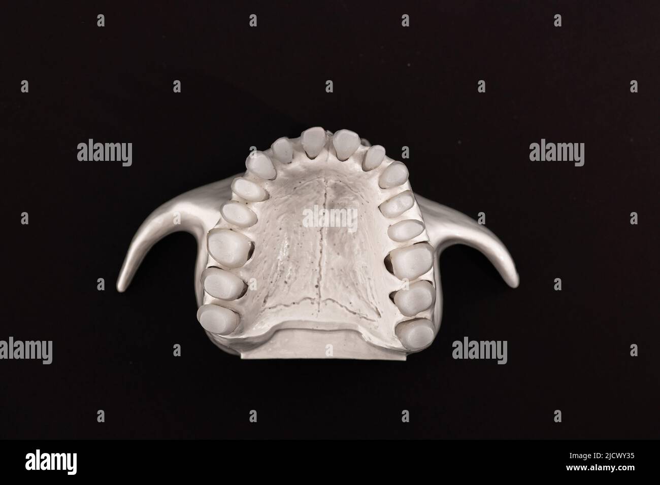 Lower human jaw with teeth anatomy model isolated on black background ...