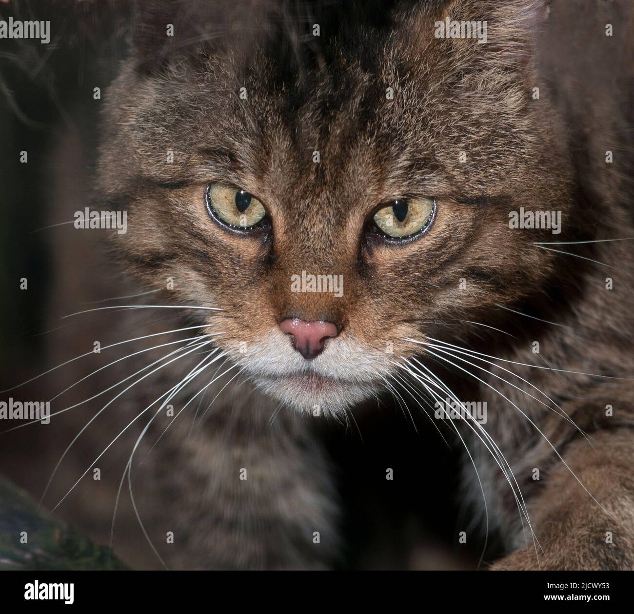 Genetically the closest living DNA matching Scottish Wild cat bred at ...