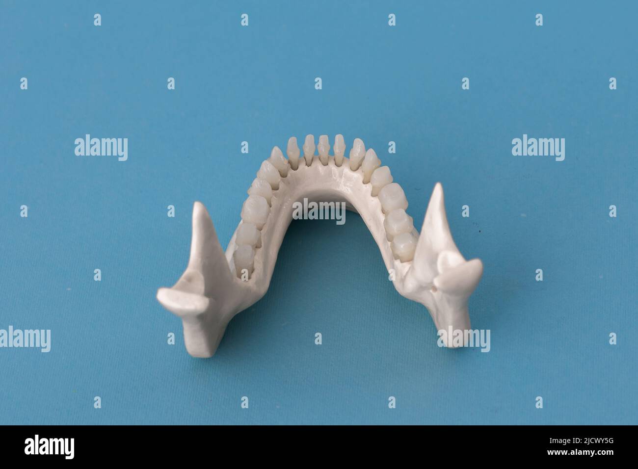 Lower human jaw with teeth anatomy model isolated on blue background ...