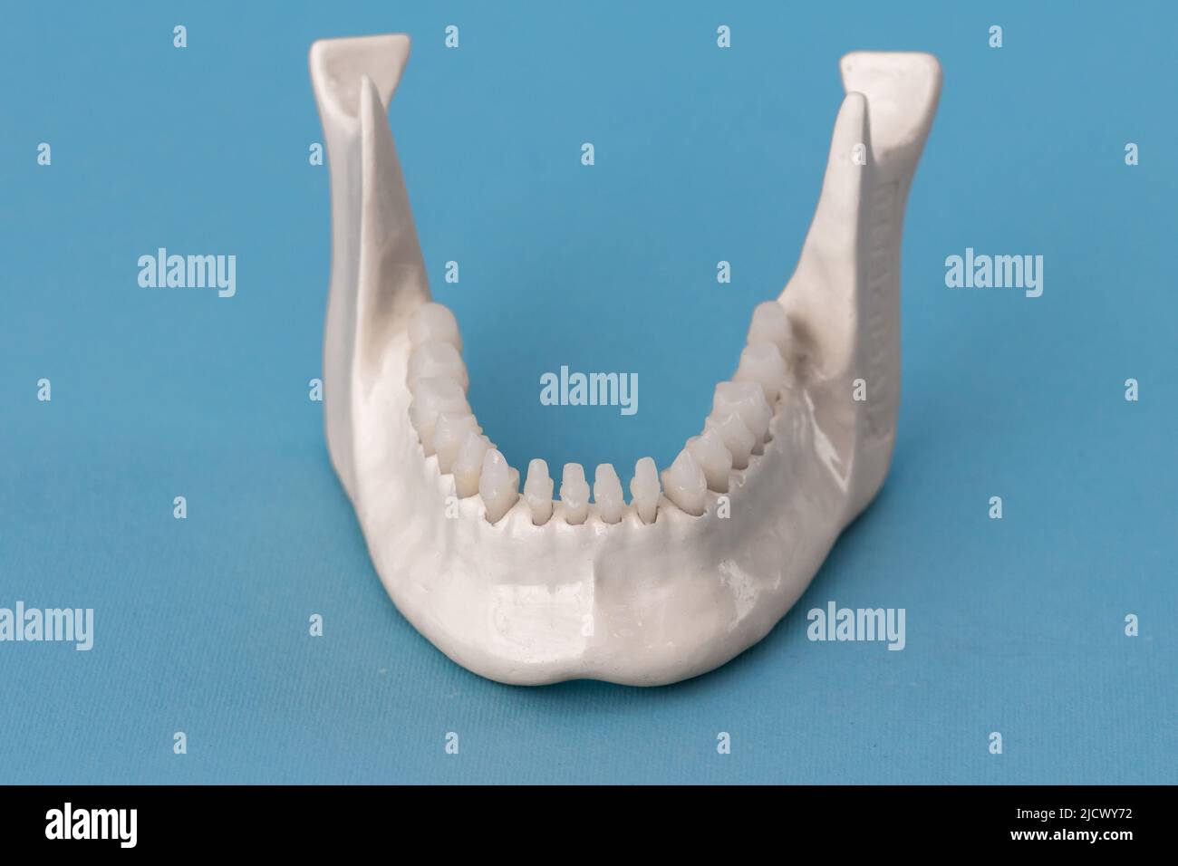 Lower human jaw with teeth anatomy model isolated on blue background ...