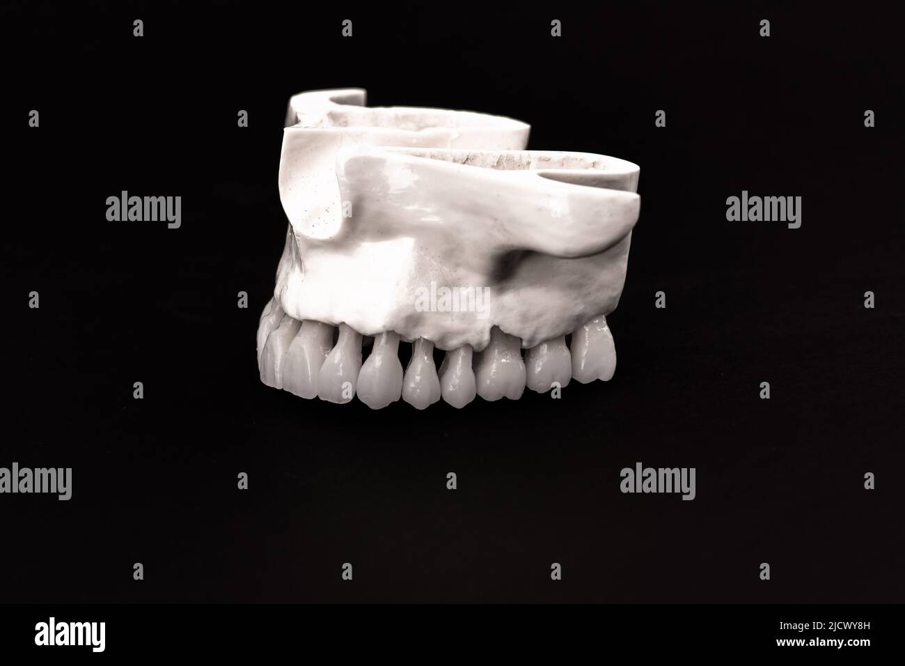 Lower human jaw with teeth anatomy model isolated on black background ...