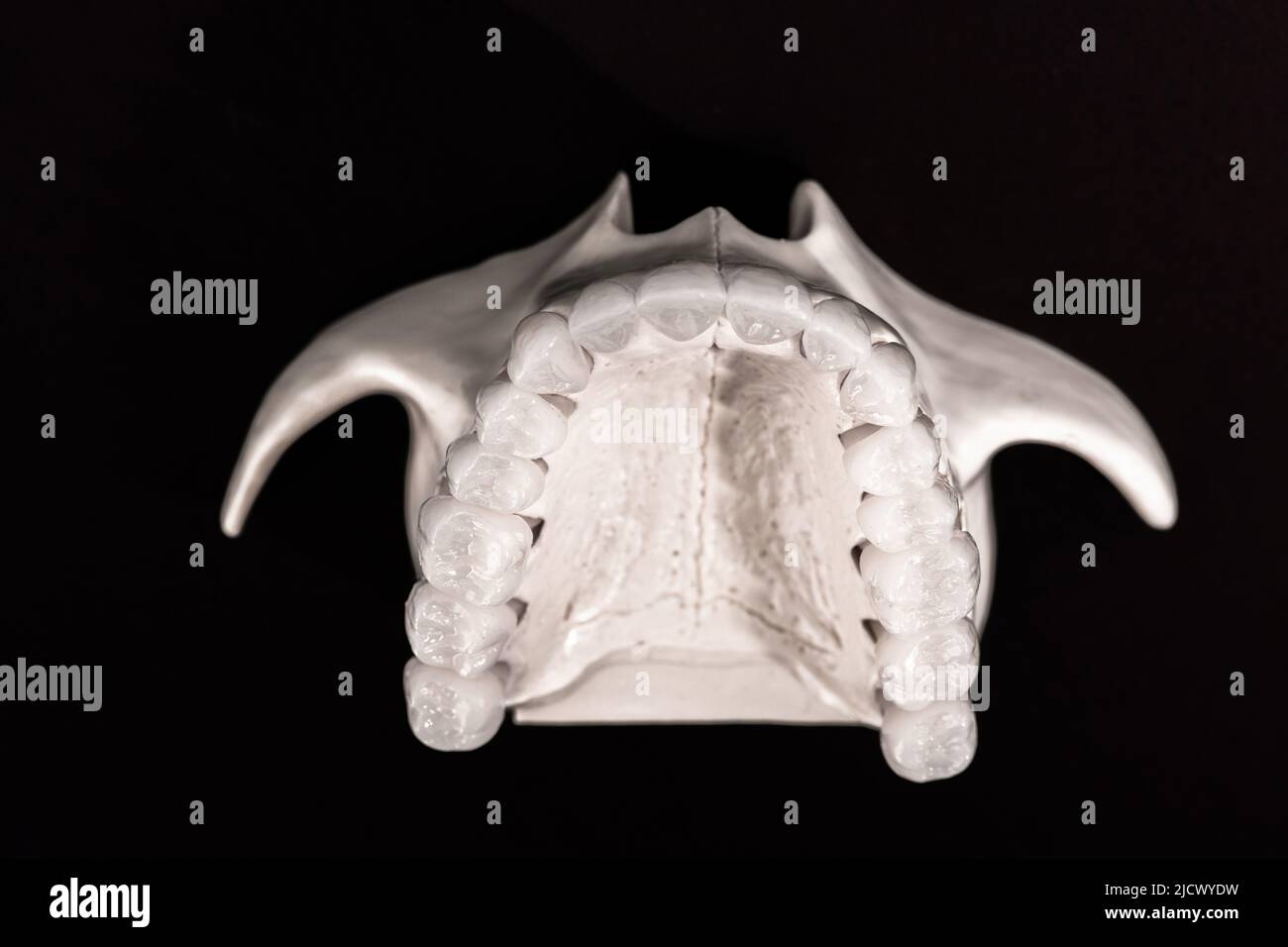 Lower human jaw with teeth anatomy model isolated on black background ...