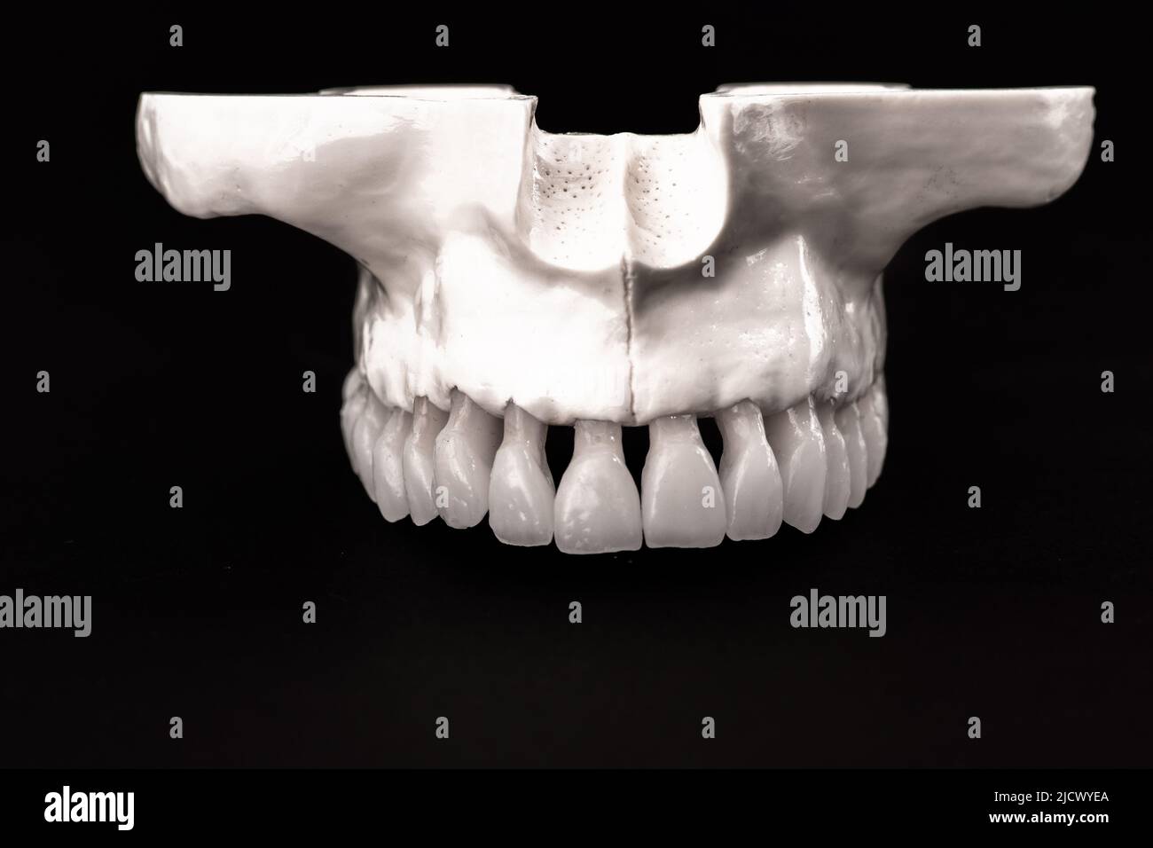 Lower human jaw with teeth anatomy model isolated on black background ...