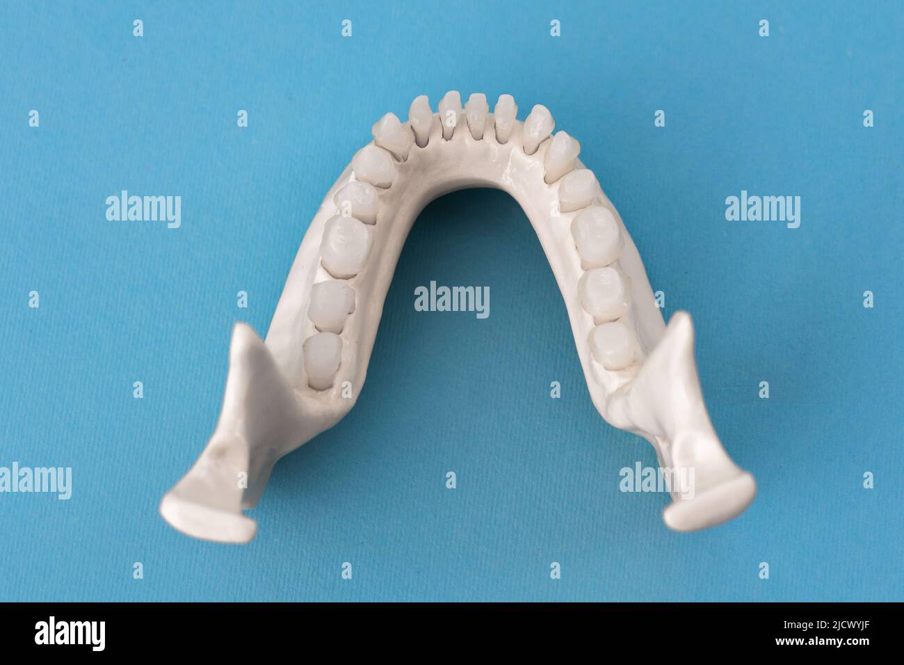 Lower human jaw with teeth anatomy model isolated on blue background ...