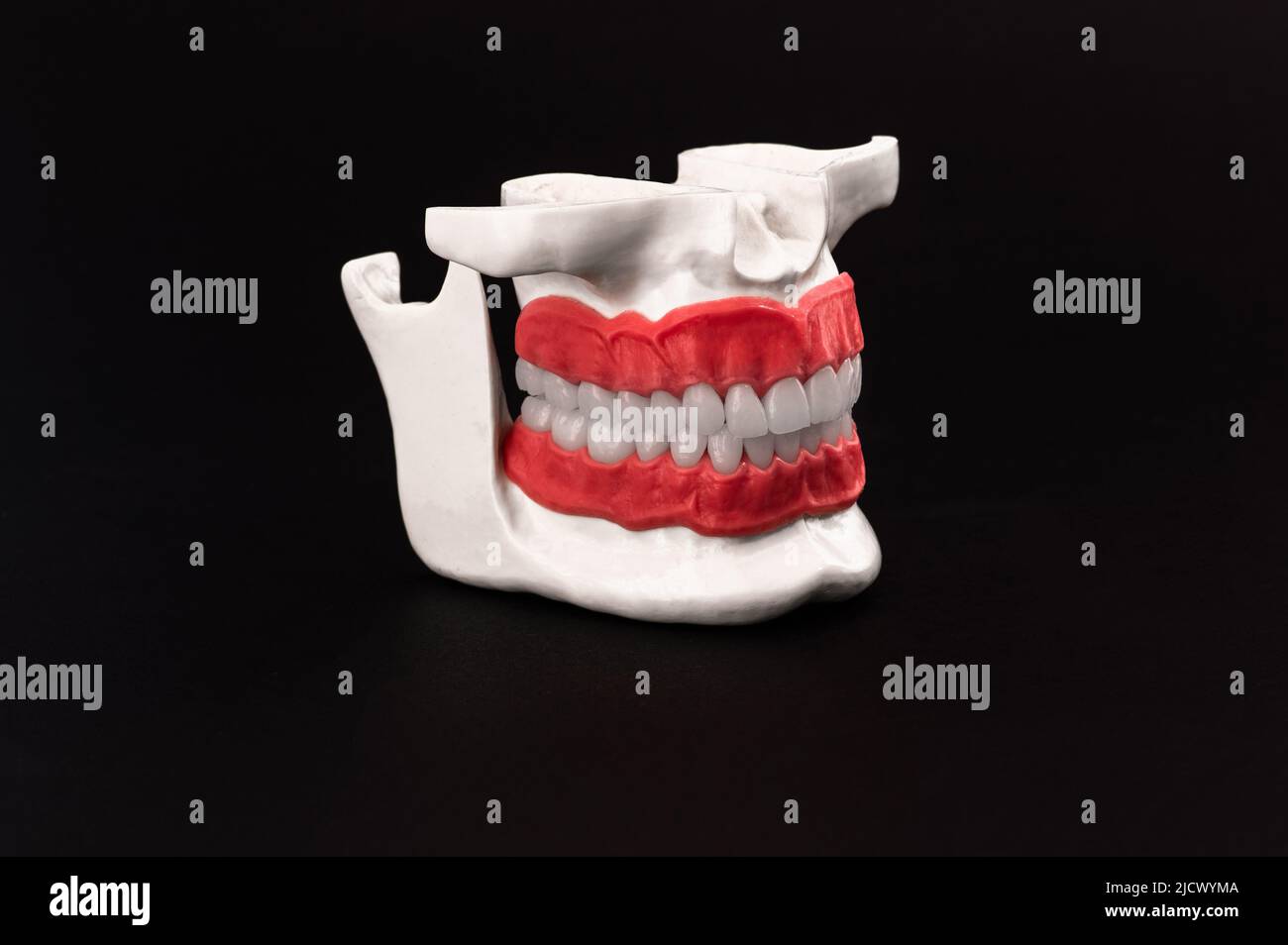 Human jaw with teeth and gums anatomy model isolated on blue background ...