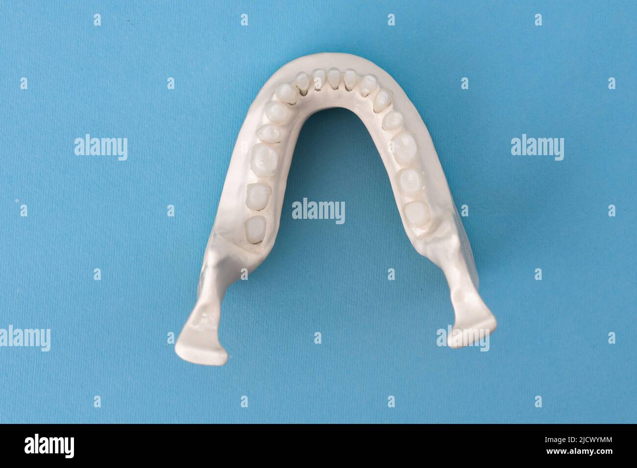 Lower human jaw with teeth anatomy model isolated on blue background ...