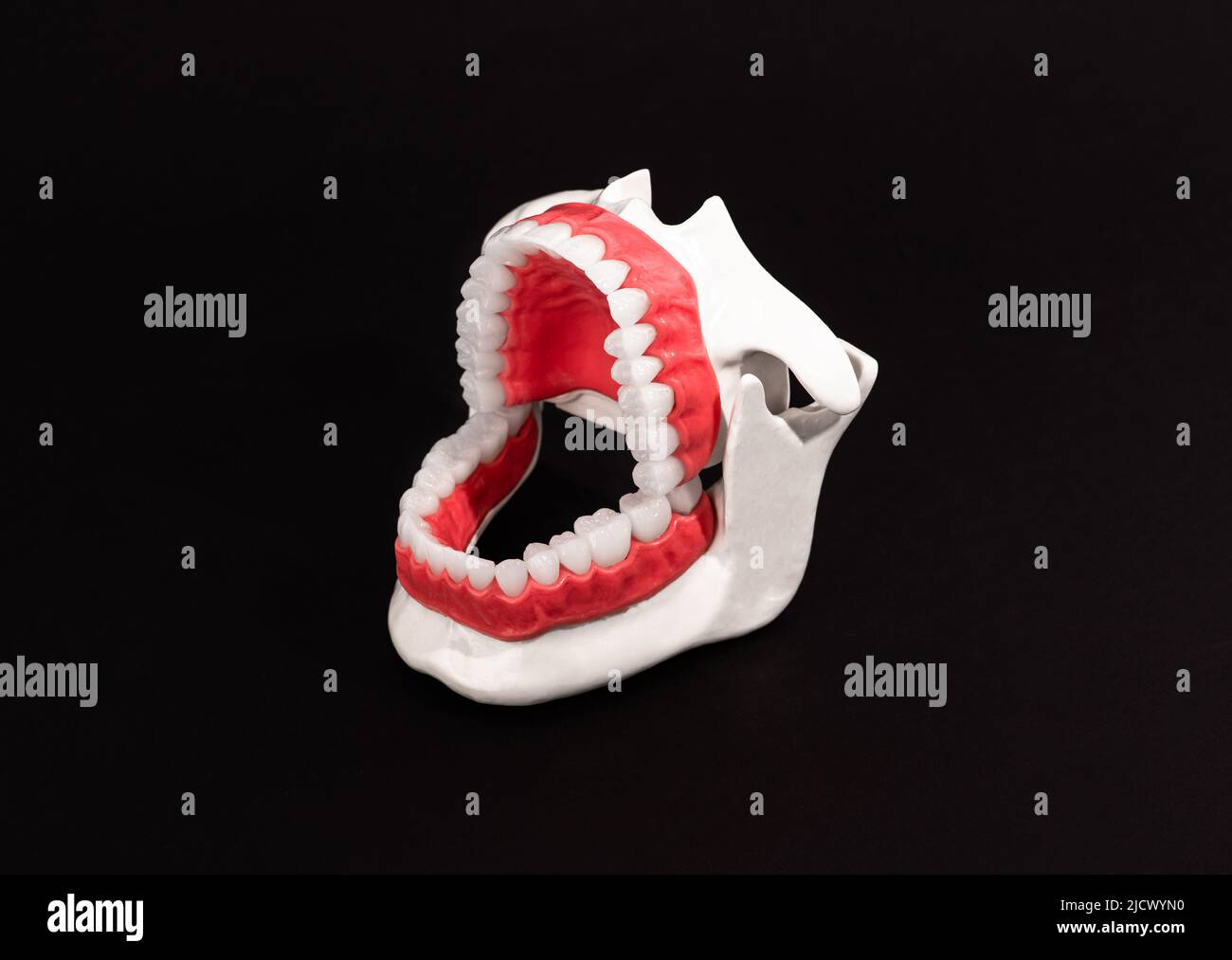 Human jaw with teeth and gums anatomy model isolated on black ...