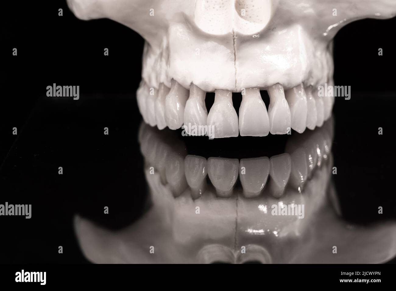 Upper human jaw with a reflection on the glass anatomy model solated on ...