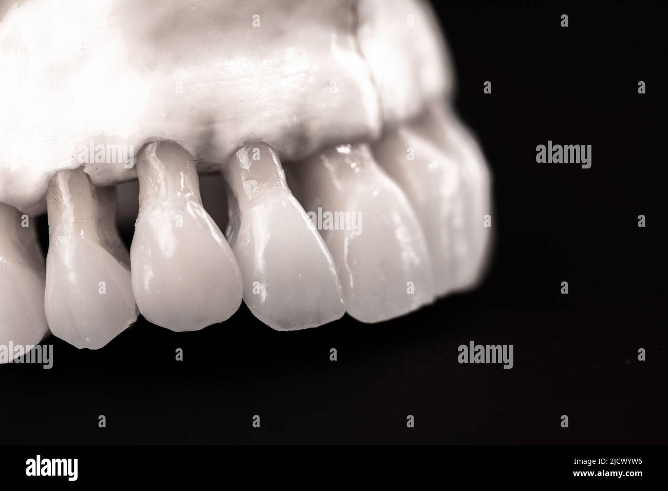 Lower human jaw with teeth anatomy model isolated on black background ...