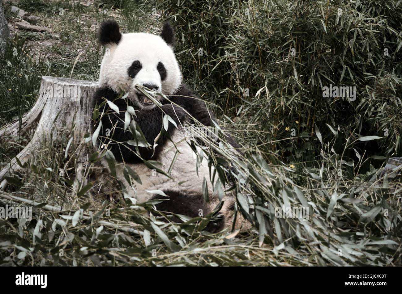 big panda sitting eating bamboo. Endangered species. Black and white ...