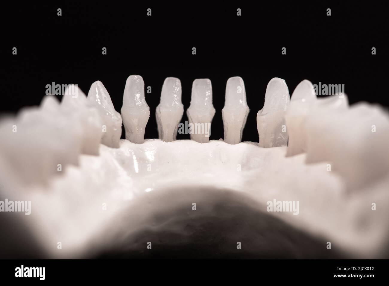 Lower human jaw with teeth anatomy model isolated on black background ...