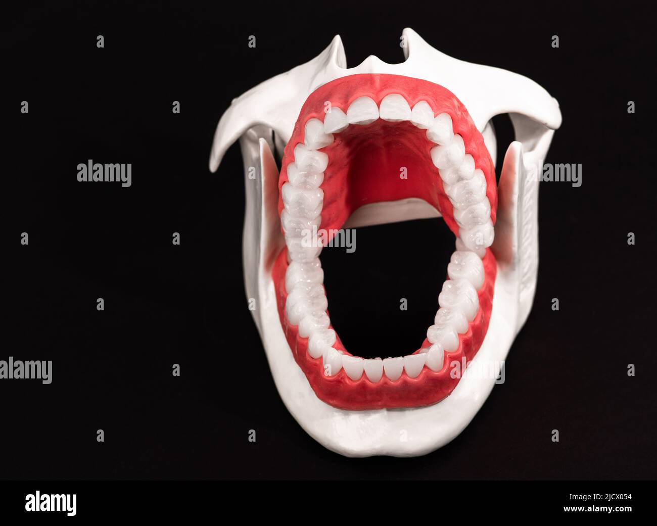 Human jaw with teeth and gums anatomy model isolated on black ...