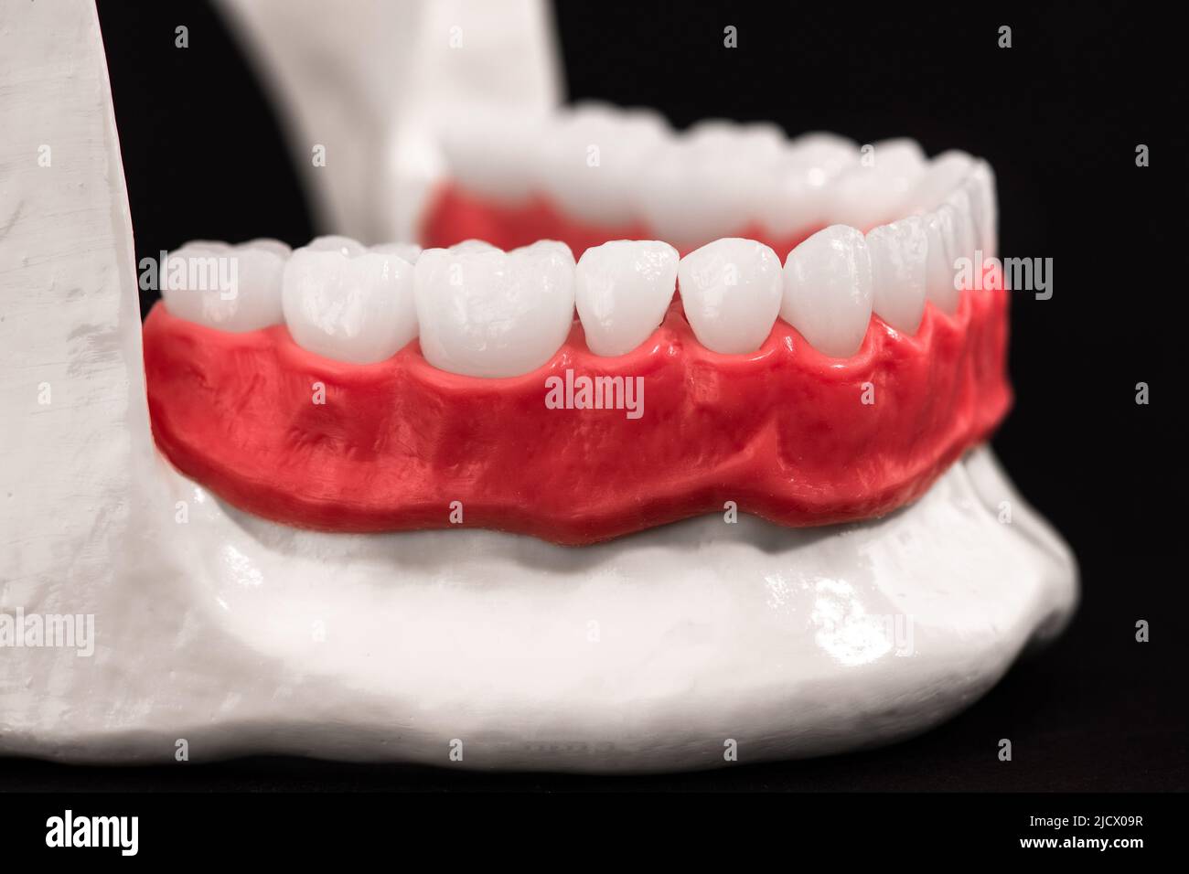 Lower human jaw with teeth and gums anatomy model isolated on blue ...