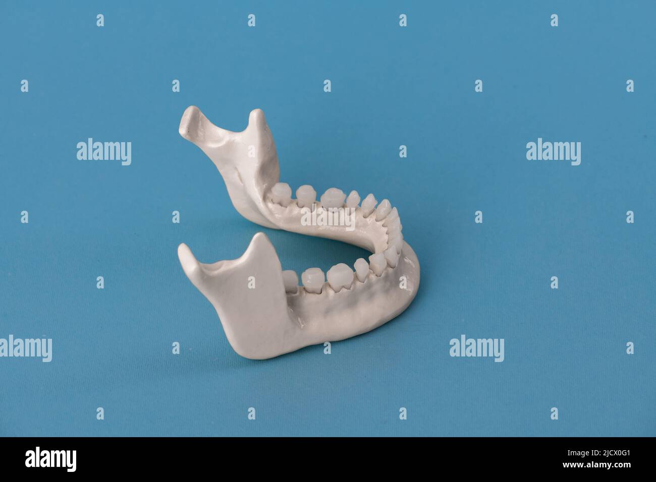 Lower human jaw with teeth anatomy model isolated on blue background ...