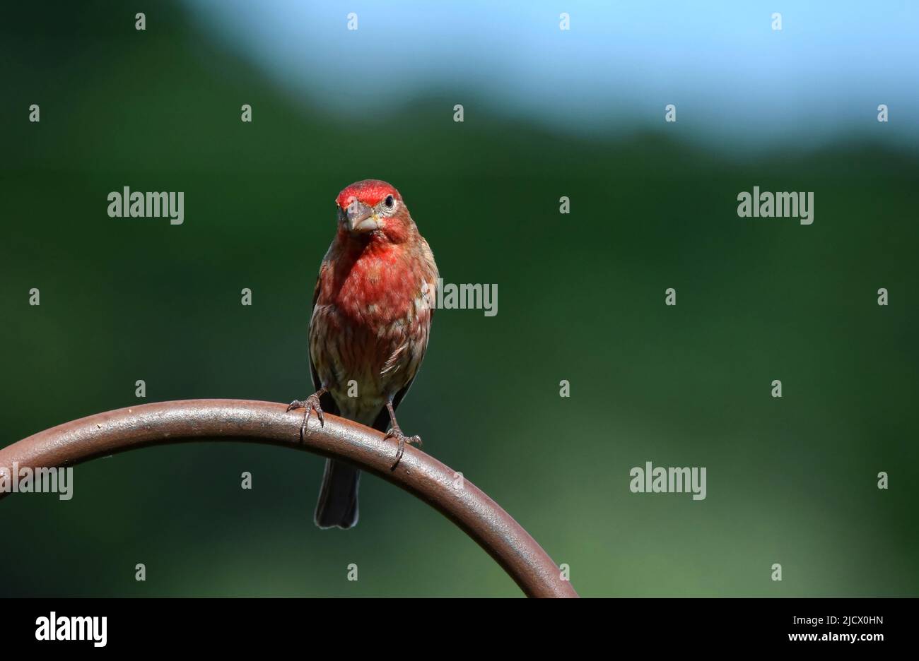 Finch photography hi-res stock photography and images - Alamy
