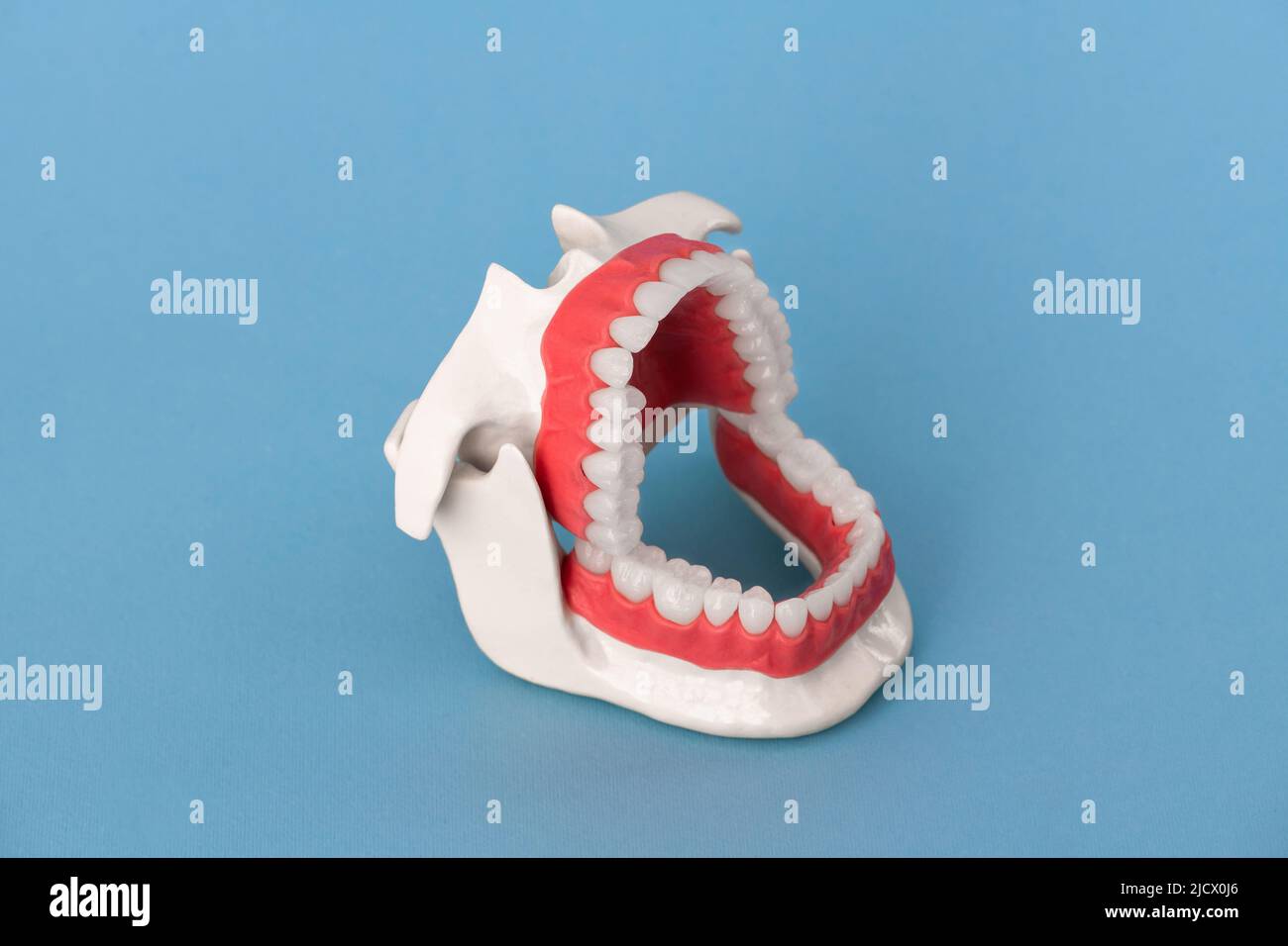 Human jaw with teeth and gums anatomy model isolated on black ...