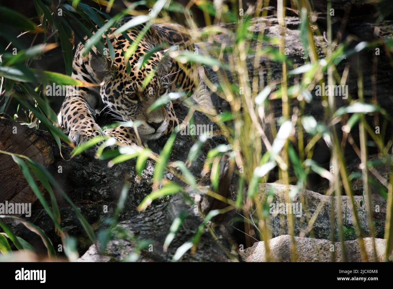 Jaguar lying behind grass. spotted fur, camouflaged lurking. The big ...