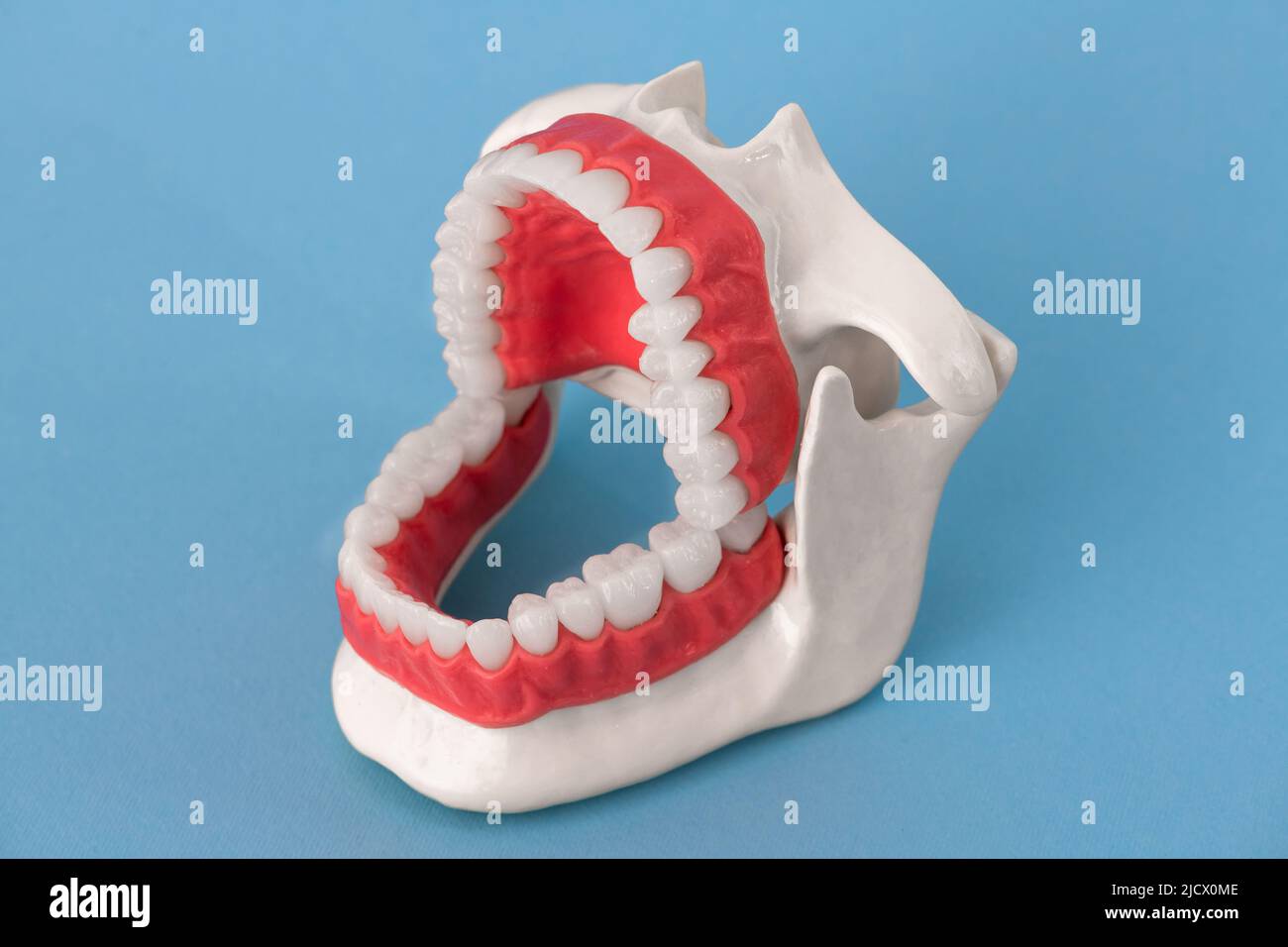Human jaw with teeth and gums anatomy model isolated on black ...