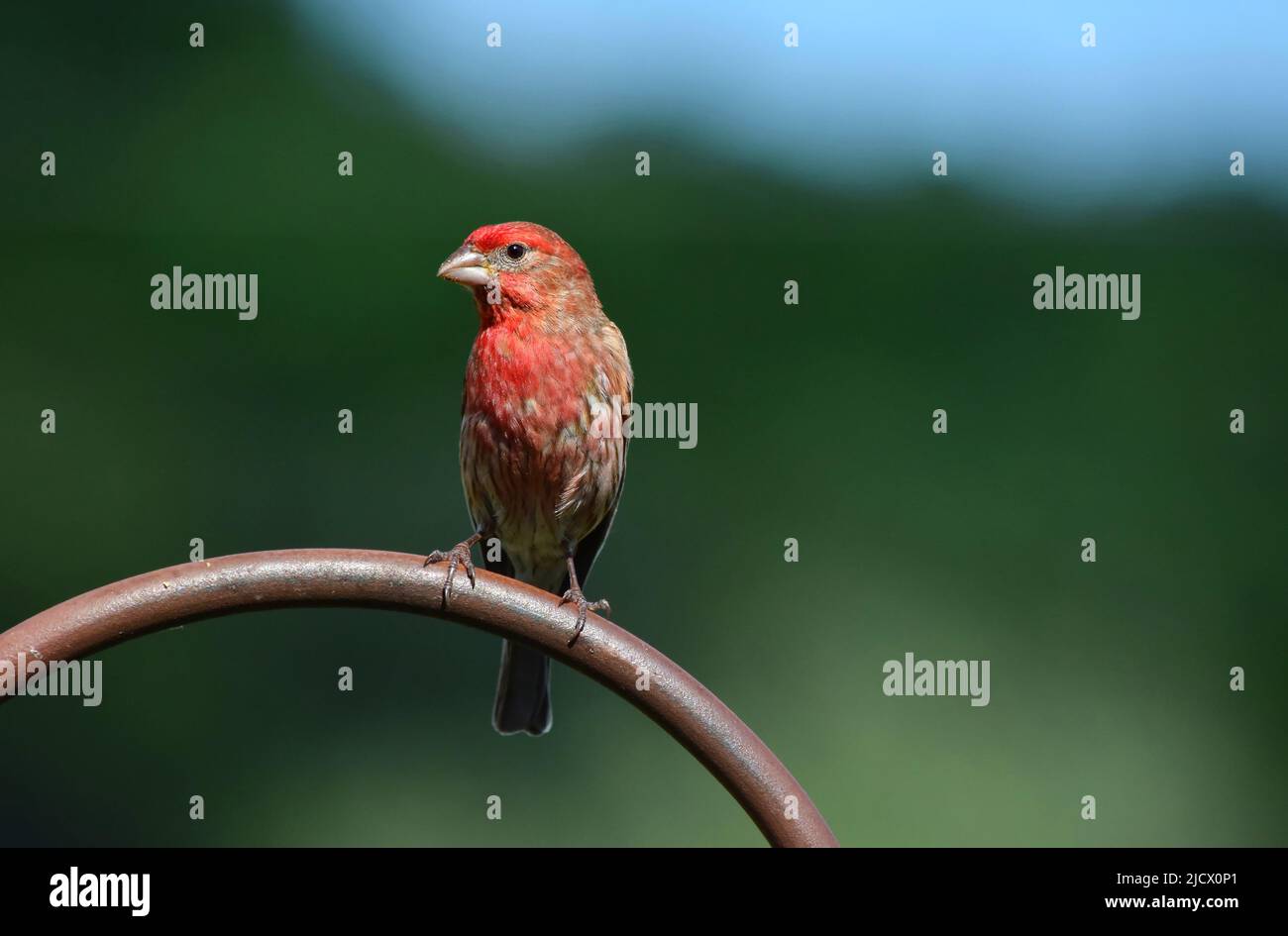 A red male common finch perched on a metal deck ornament Stock Photo ...