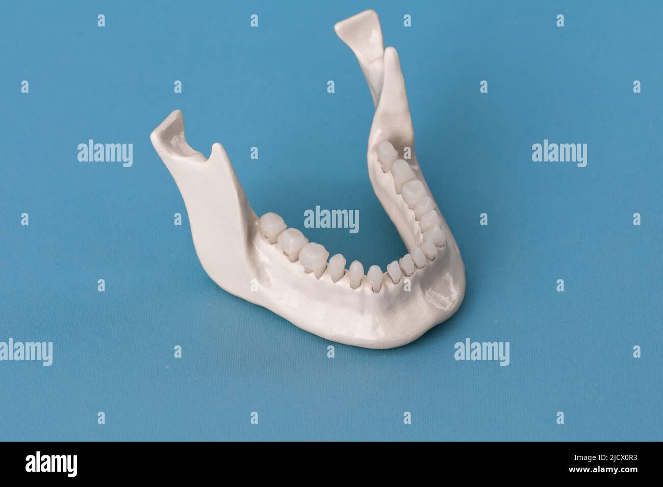 Lower human jaw with teeth anatomy model isolated on blue background ...