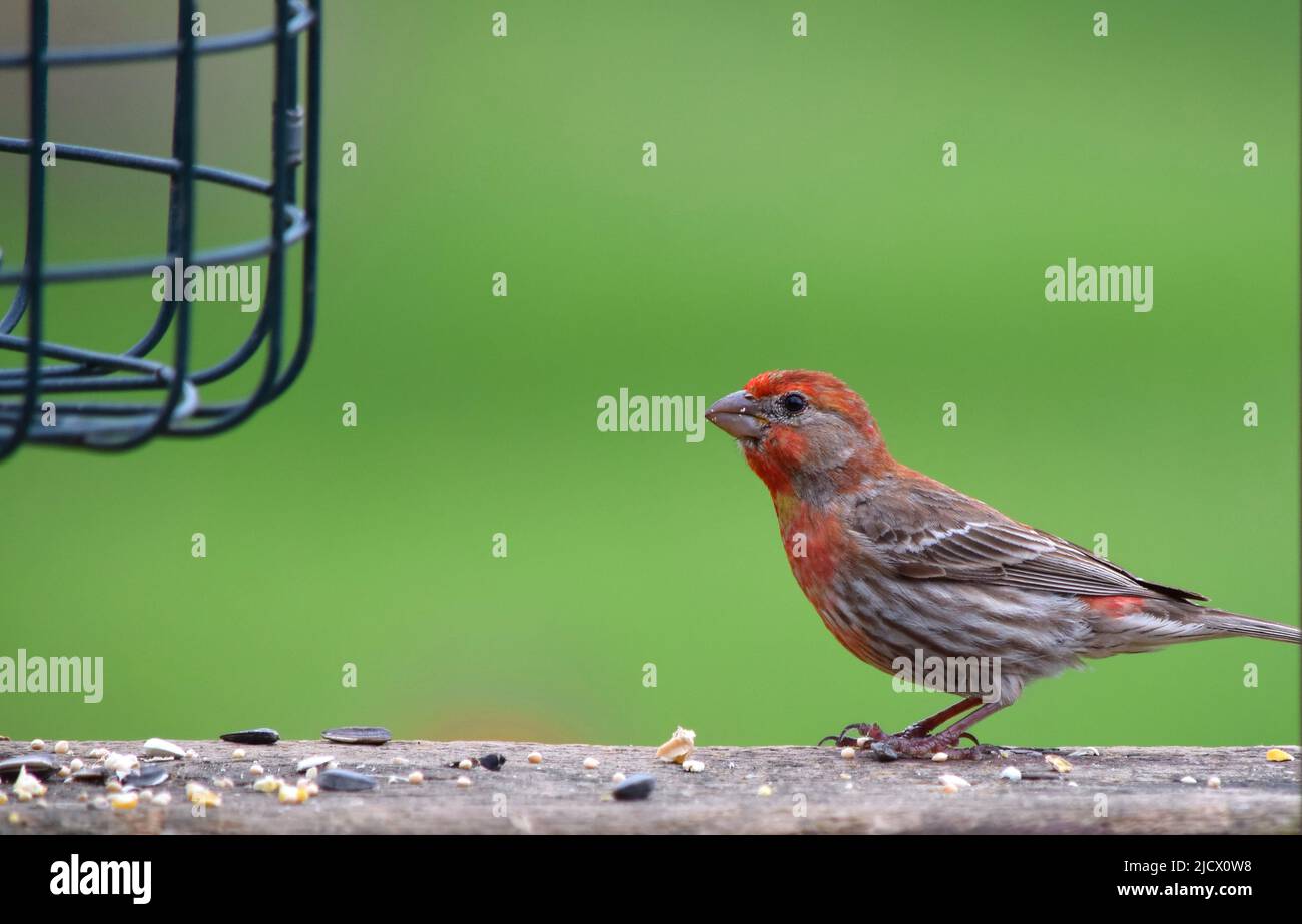 A red male finch eating birdseed on our deck railing next to the bird ...