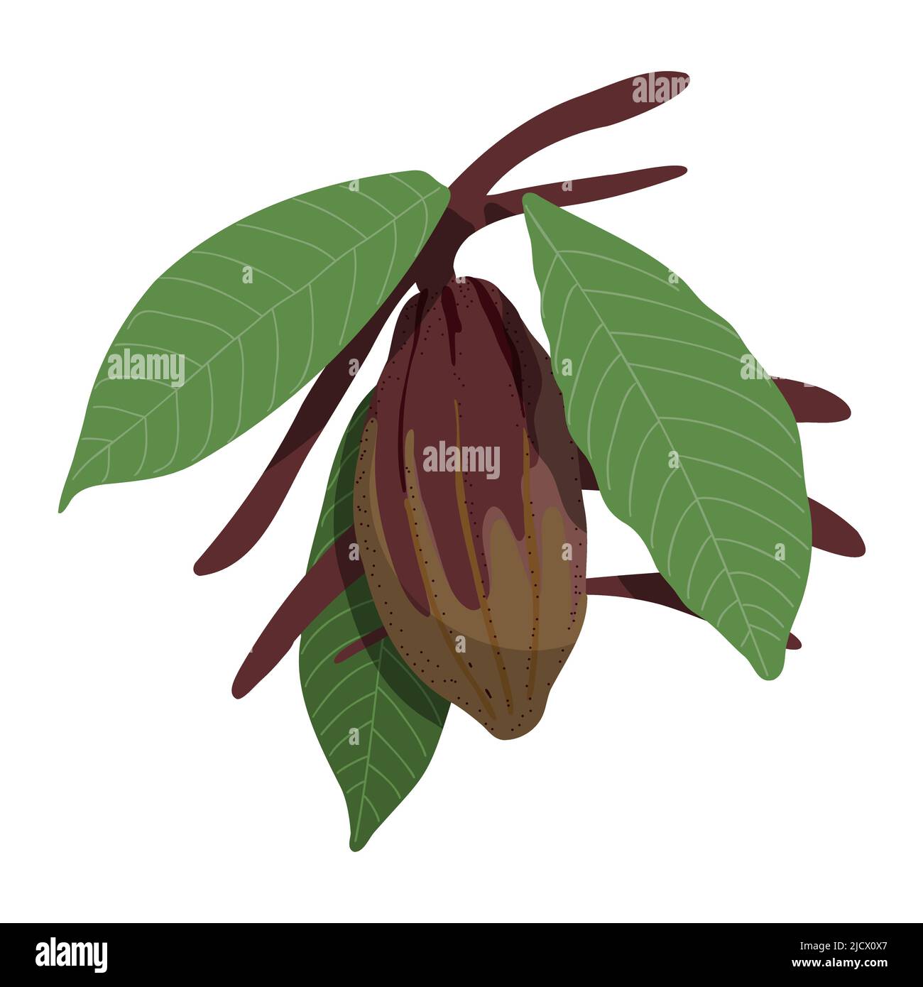 Hand drawn cocoa pod color sketch. Chocolate tree branch with green ...