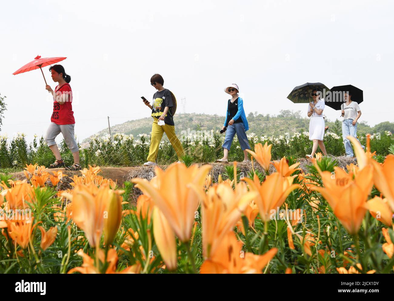 ZAOZHUANG, CHINA - JUNE 16, 2022 - Tourists visit lily Flower Sea, a ...