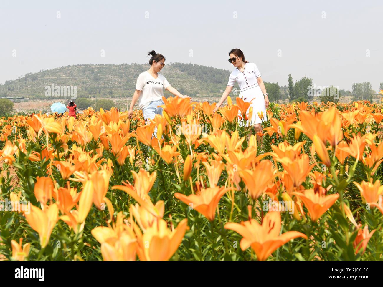 ZAOZHUANG, CHINA - JUNE 16, 2022 - Tourists visit lily Flower Sea, a ...