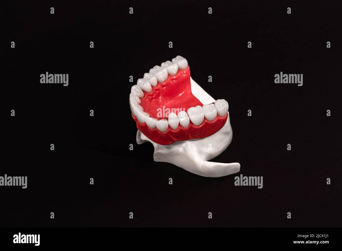 Lower human jaw with teeth anatomy model isolated on black background ...